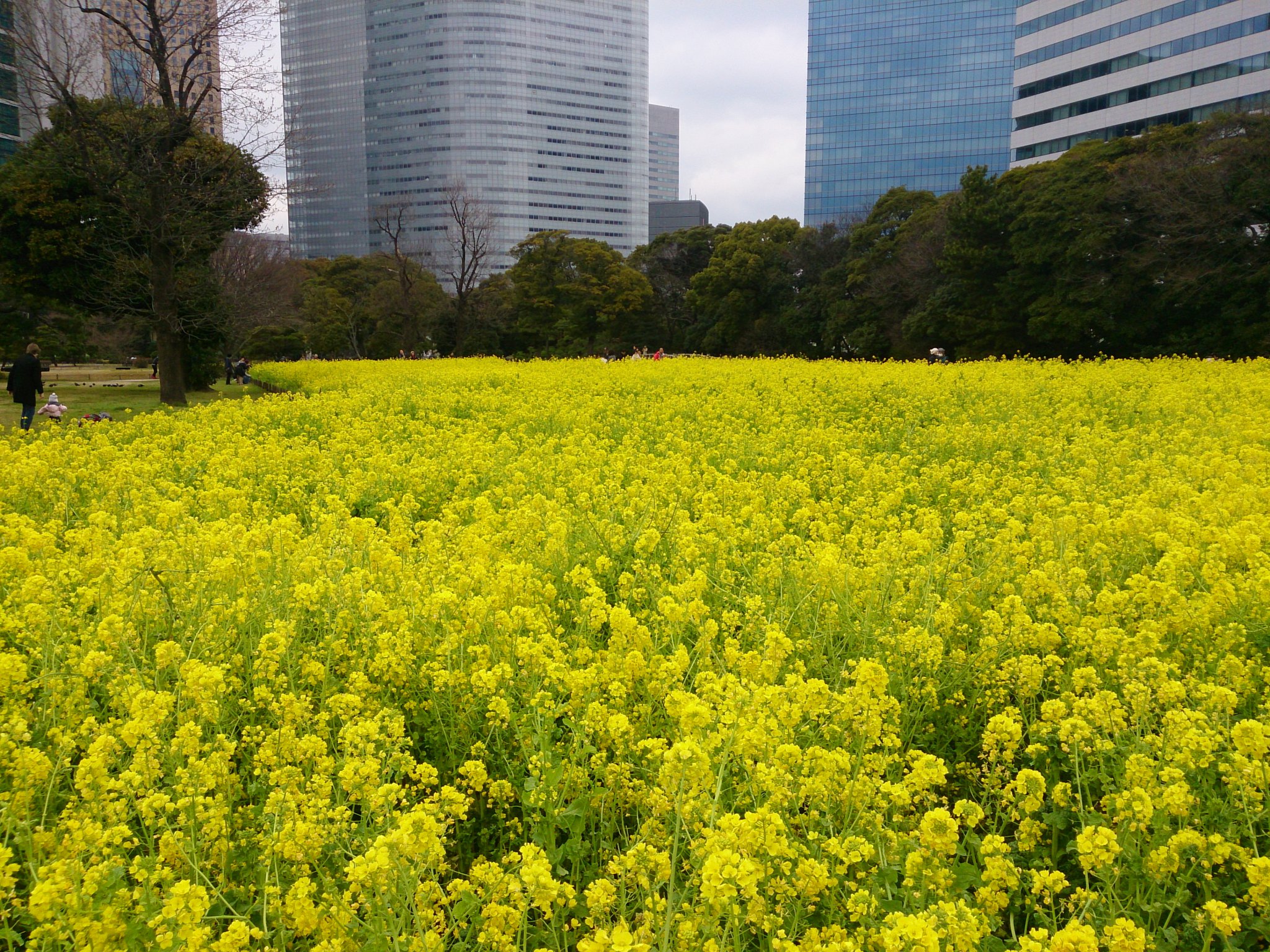 10 Recommended Nature Spots in Tokyo | Japan Wonder Travel Blog