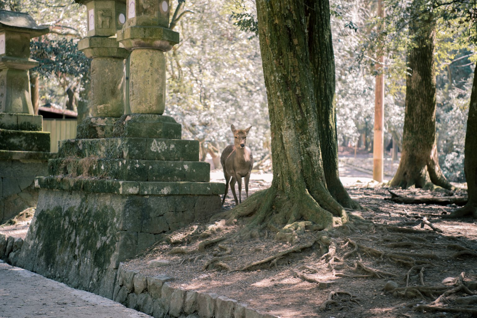 14 Day Itinerary in Japan : Golden Route Highlights | Japan Wonder ...