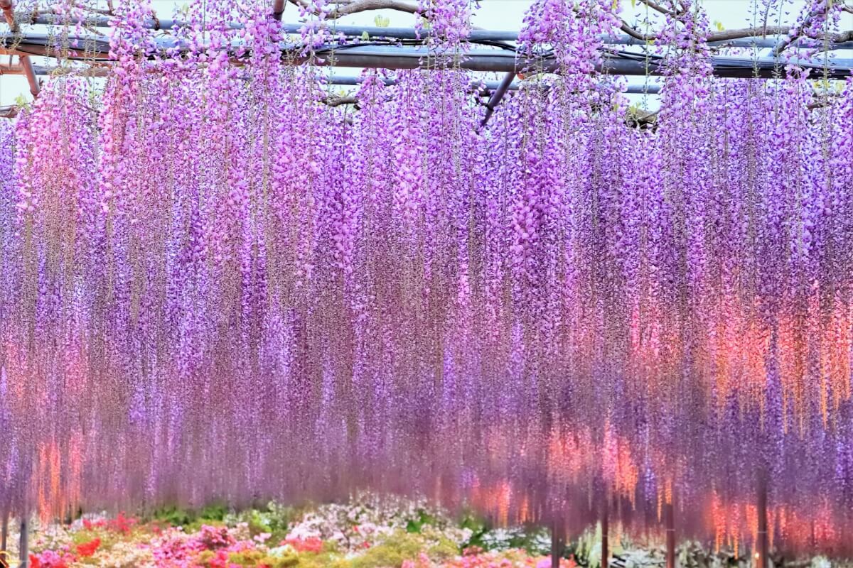 Tochigi: Best Tourist Spots and Things to Do | Japan Wonder Travel Blog