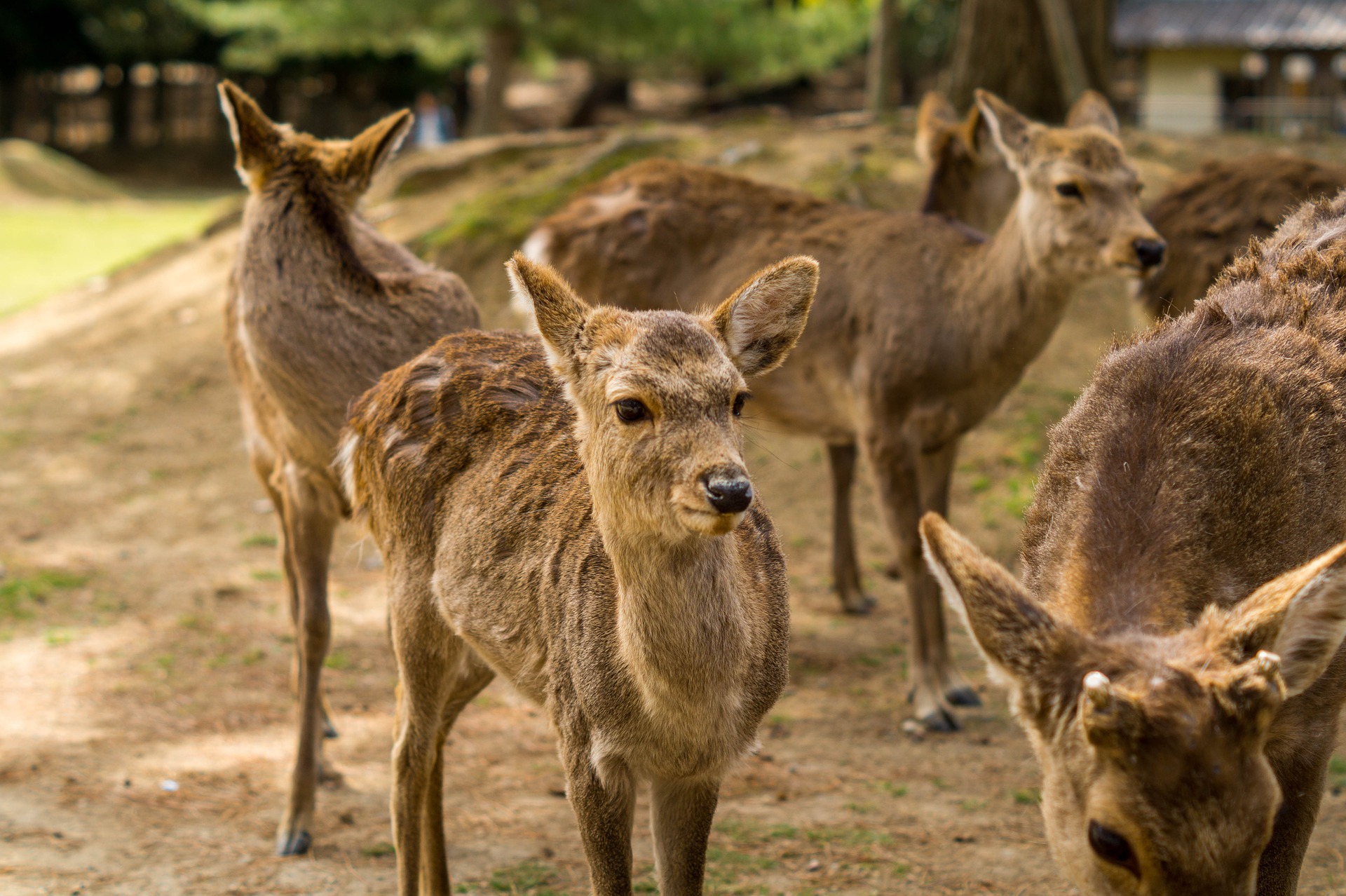 15 Must-Do things in Nara | Japan Wonder Travel Blog