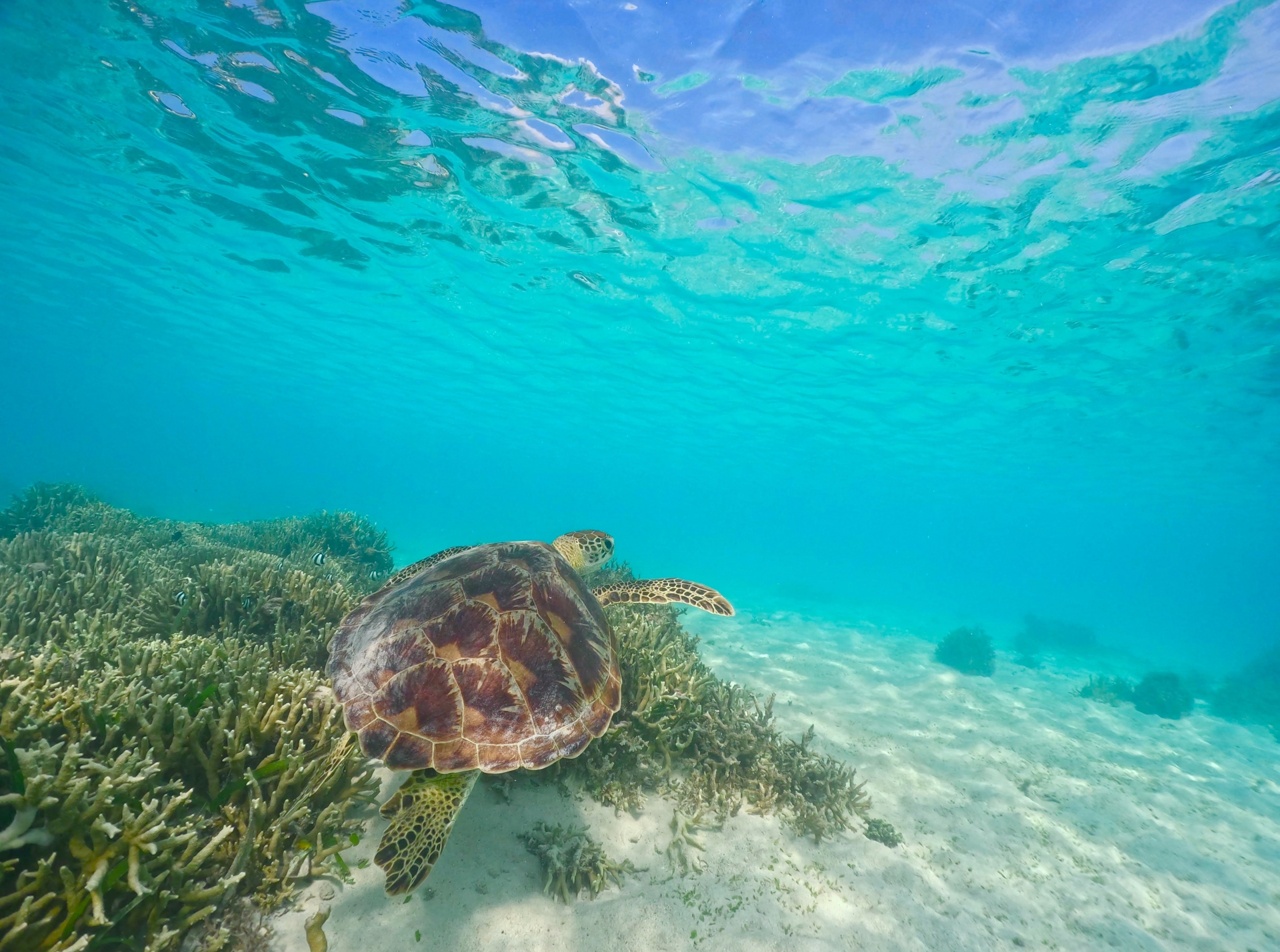Okinawa Travel Guide 2026: Things to Do, Beaches & Islands You Must ...