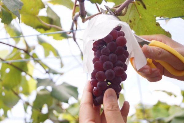 The Best Autumn Activities in and around Tokyo | Japan Wonder Travel Blog