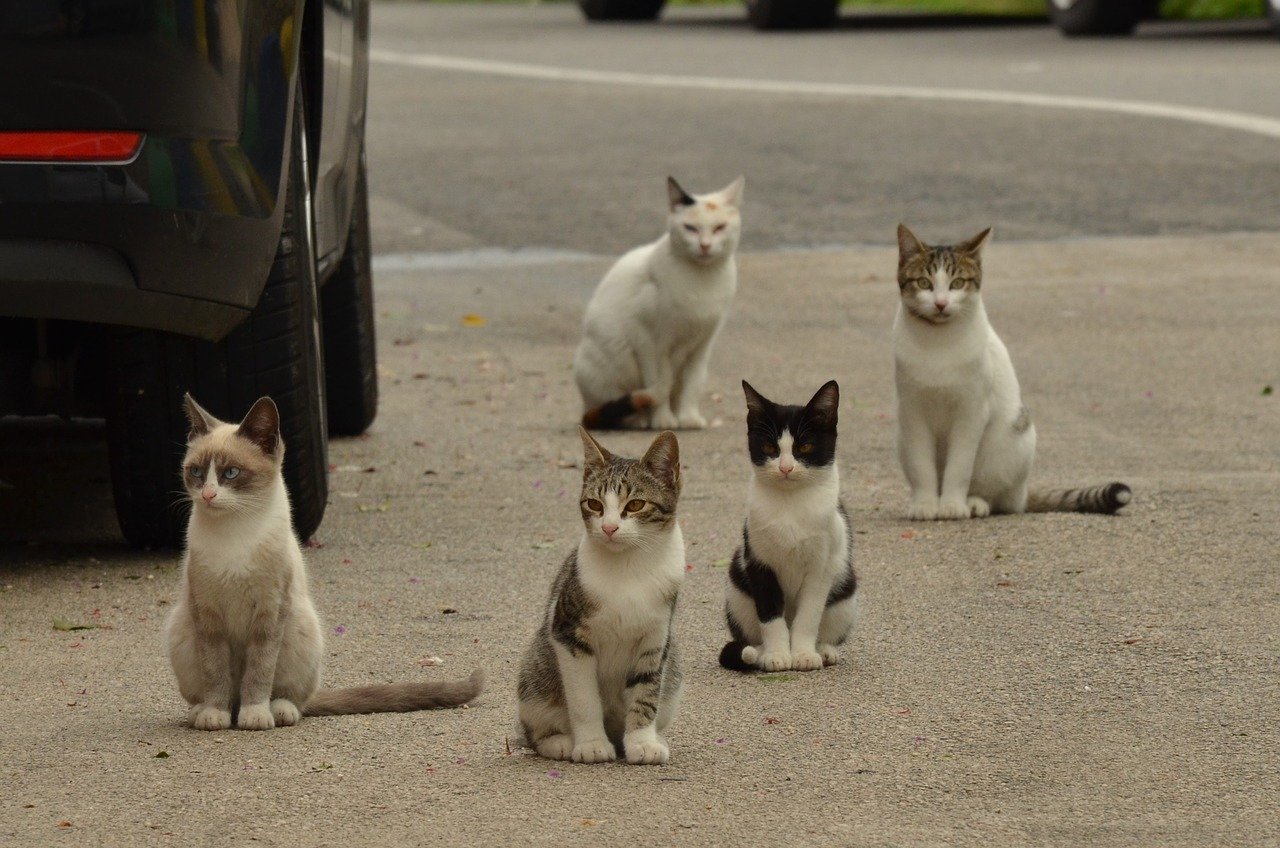 The Best Destinations to See Cute Animals | Japan Wonder Travel Blog