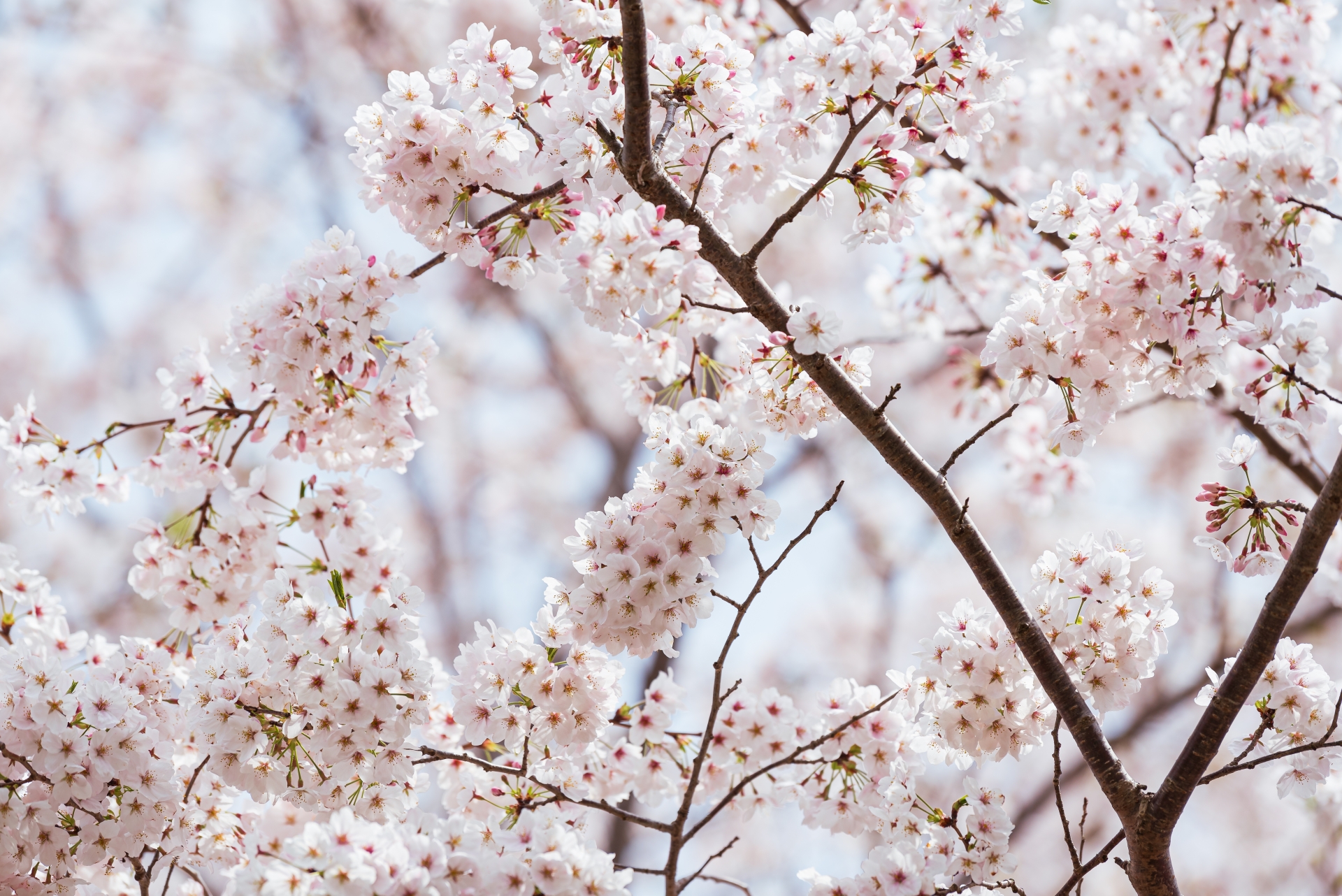 20 Best Spring Destinations in Japan 2024 | Japan Wonder Travel Blog