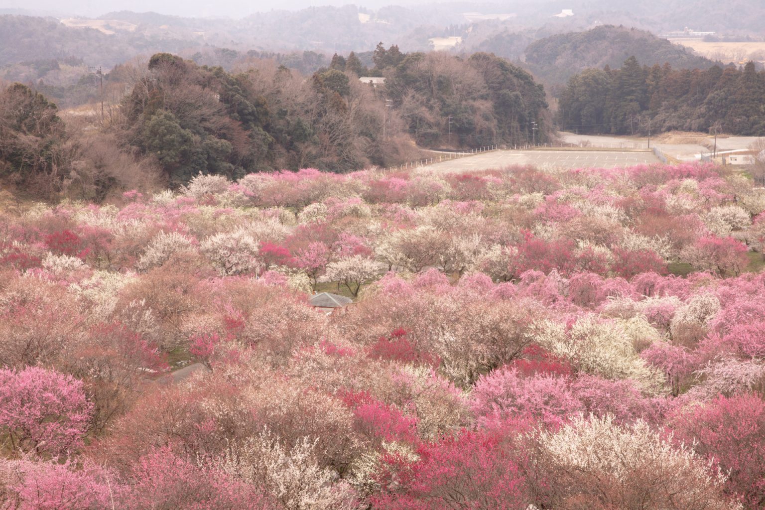 20 Best Spring Destinations in Japan 2024 | Japan Wonder Travel Blog