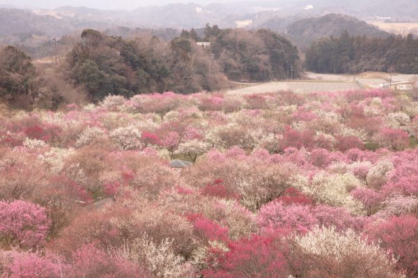 20 Best Spring Destinations in Japan 2024 | Japan Wonder Travel Blog