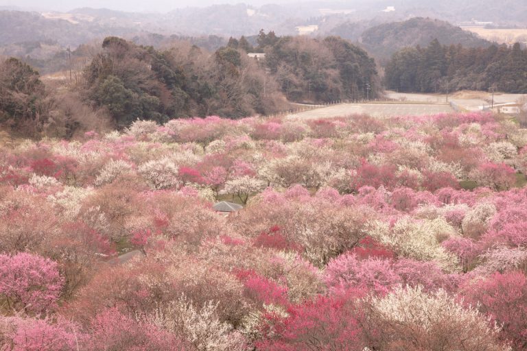 20 Best Spring Destinations in Japan 2024 | Japan Wonder Travel Blog