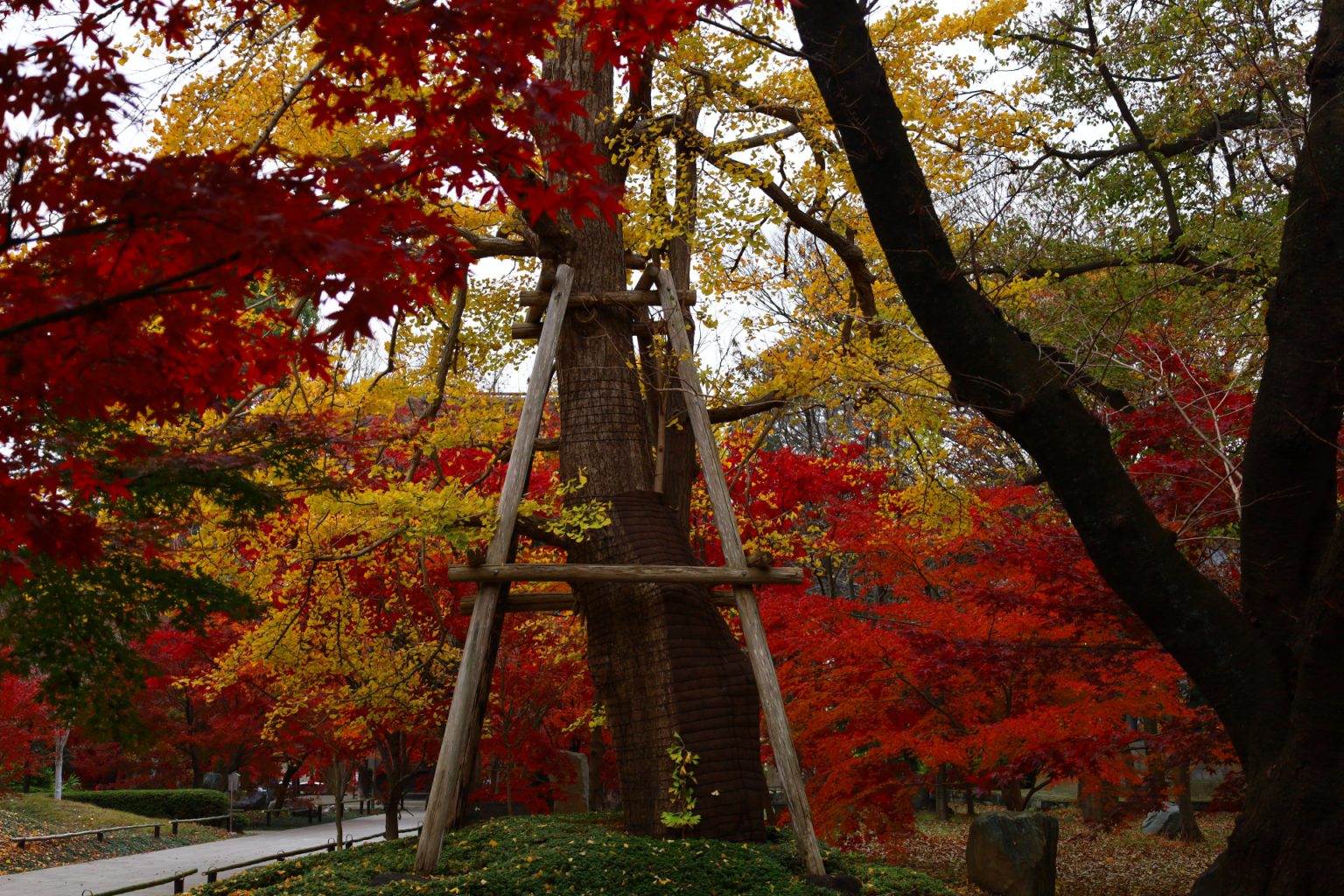 Discover 10 fun things to do in Setagaya – Tokyo’s Trendy District ...