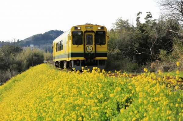 20 Best Spring Destinations in Japan 2024 | Japan Wonder Travel Blog