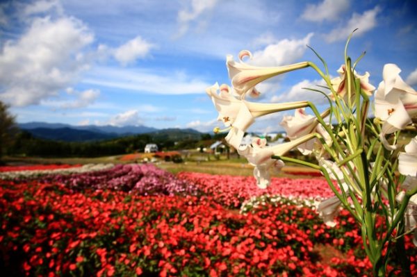 10 of the Most Beautiful Flower Parks in Japan | Japan Wonder Travel Blog