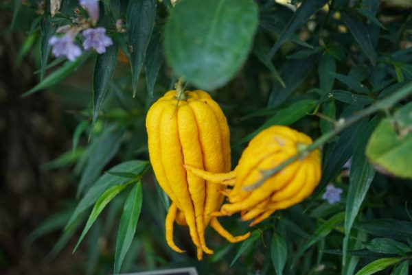 7 Popular Fruits in Japan: Places and Timing To Enjoy Them | Japan ...