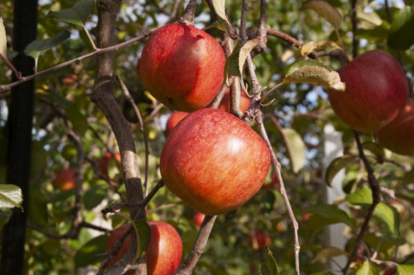 7 Popular Fruits in Japan: Places and Timing To Enjoy Them | Japan ...