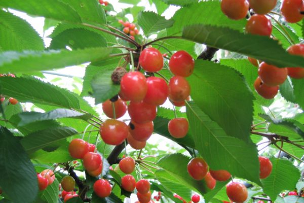 7 Popular Fruits in Japan: Places and Timing To Enjoy Them | Japan ...
