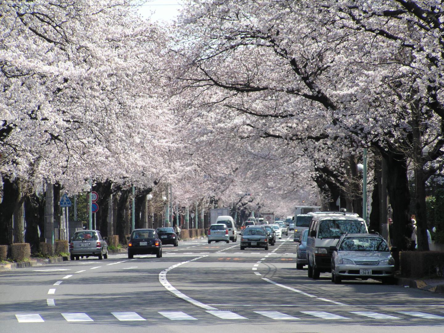 12 Hidden Less Crowded Cherry Blossom Spots in Tokyo 2023 | Japan ...