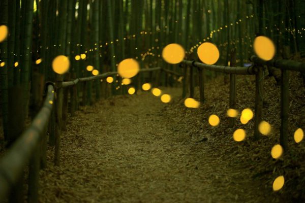 8 Best Places to See Fireflies in Japan 2024 | Japan Wonder Travel Blog