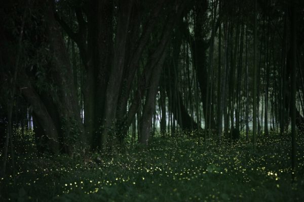 8 Best Places to See Fireflies in Japan 2024 | Japan Wonder Travel Blog