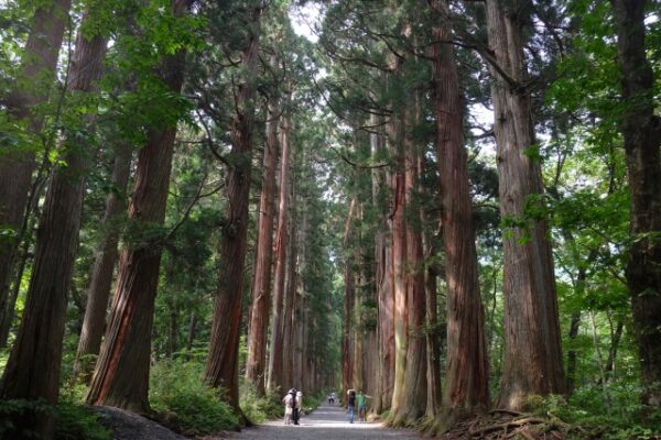 Complete Guide to Japan’s hidden Forest Island: Yakushima | Japan ...