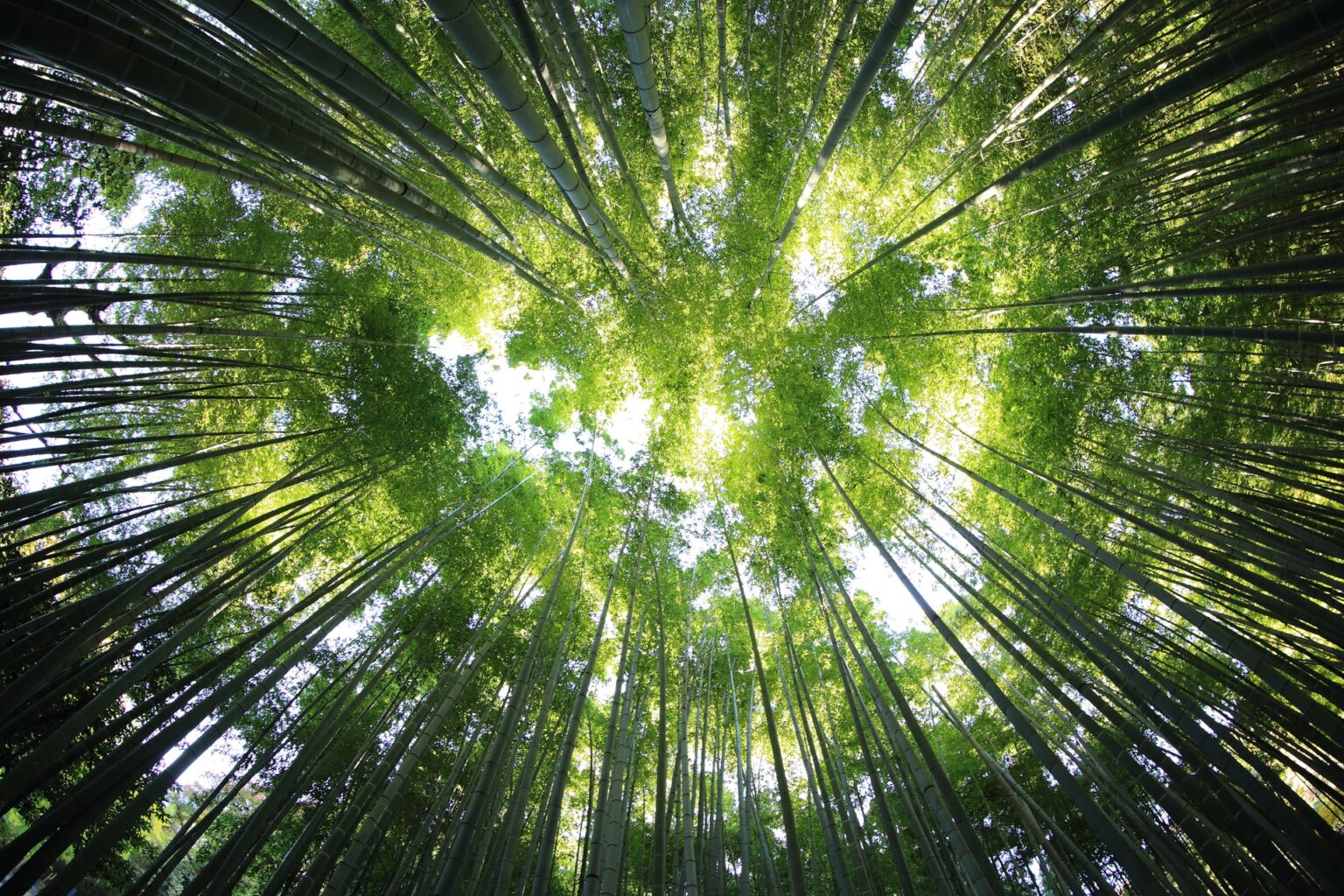 Shinrin-Yoku: 10 Places To Practice Forest Bathing In and Near Tokyo ...