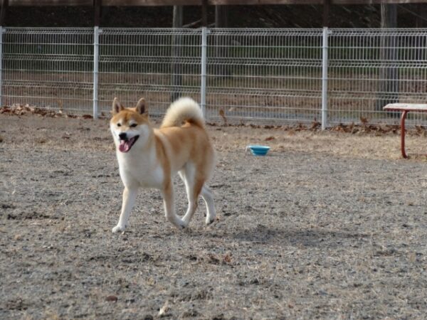 10 Pet Friendly Spots in Tokyo You Can Enjoy With Your Dog | Japan ...