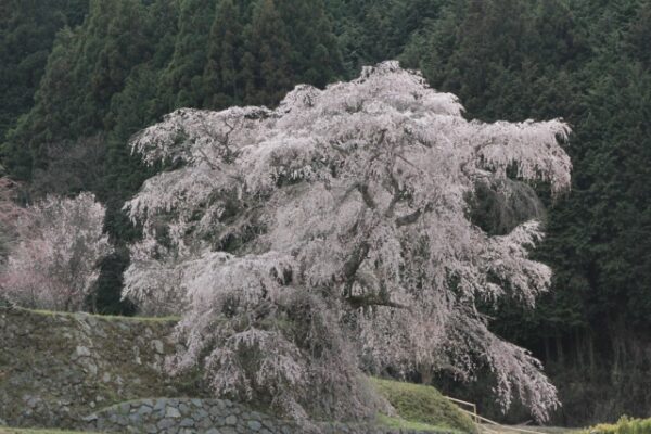 6 Different Types of Sakura Trees in Japan | Japan Wonder Travel Blog