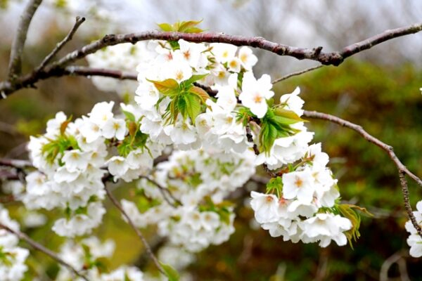 6 Different Types of Sakura Trees in Japan | Japan Wonder Travel Blog