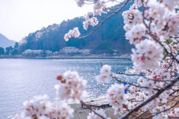 6 Different Types of Sakura Trees in Japan | Japan Wonder Travel Blog