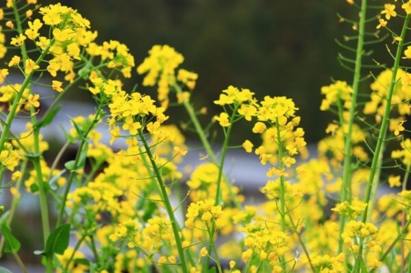 Spring Foods and Drinks You Have to Try in Japan! | Japan Wonder Travel ...