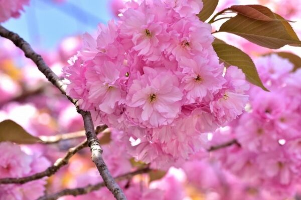 6 Different Types of Sakura Trees in Japan | Japan Wonder Travel Blog