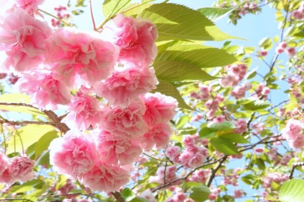 6 Different Types of Sakura Trees in Japan | Japan Wonder Travel Blog