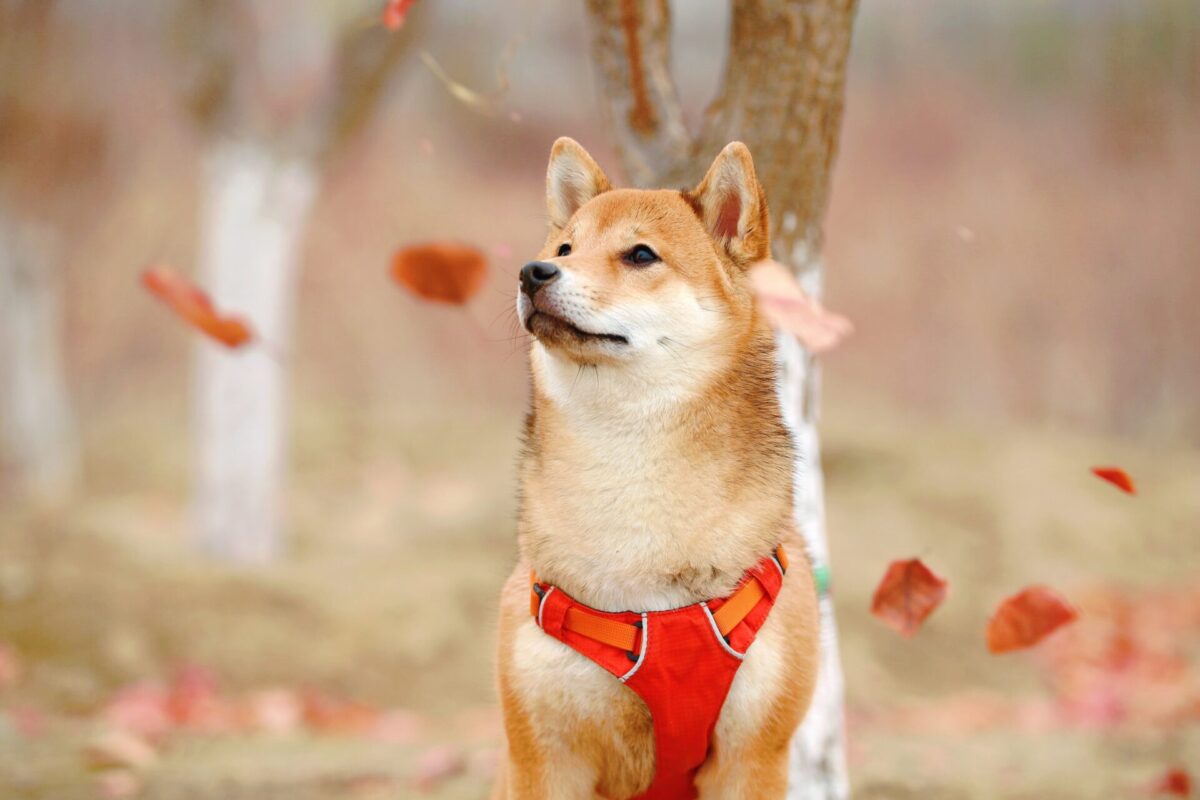 10 Pet Friendly Spots in Tokyo You Can Enjoy With Your Dog | Japan ...