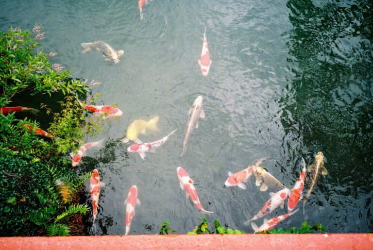 Koi Fish: The History and Their Meaning in Japan | Japan Wonder Travel Blog