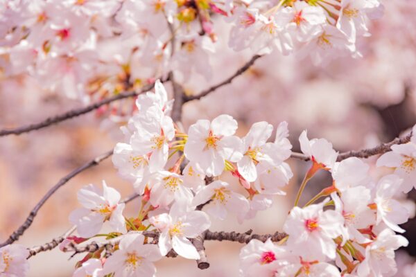 6 Different Types of Sakura Trees in Japan | Japan Wonder Travel Blog