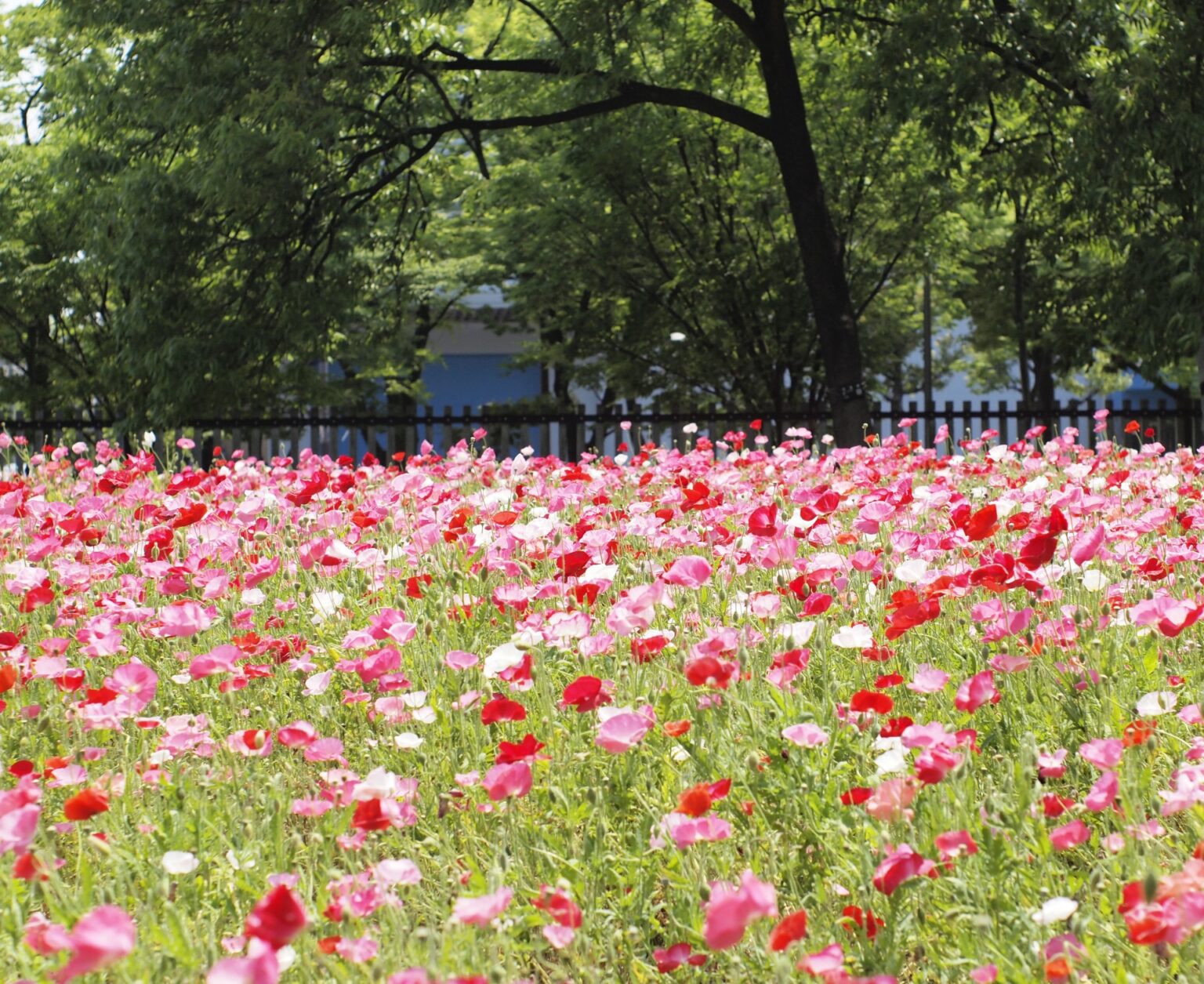 10 Best Nature Spots in Osaka | Japan Wonder Travel Blog