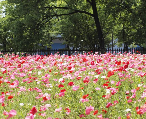 10 Nature Spots in Osaka | Japan Wonder Travel Blog