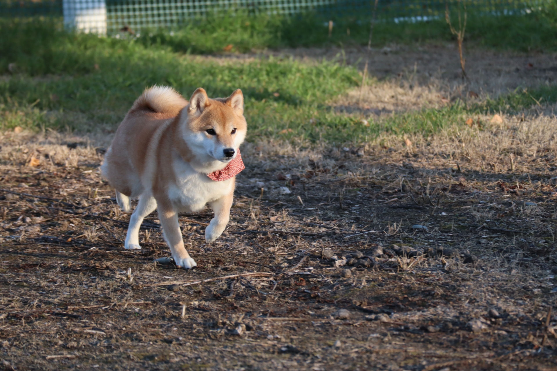 10 Pet Friendly Spots in Tokyo You Can Enjoy With Your Dog | Japan ...