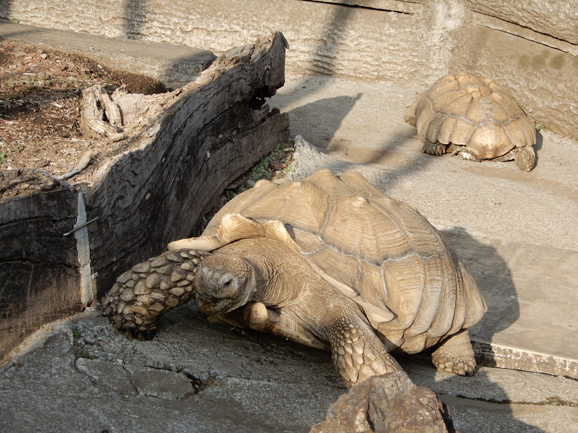 10 Best Zoos in and near Tokyo | Japan Wonder Travel Blog