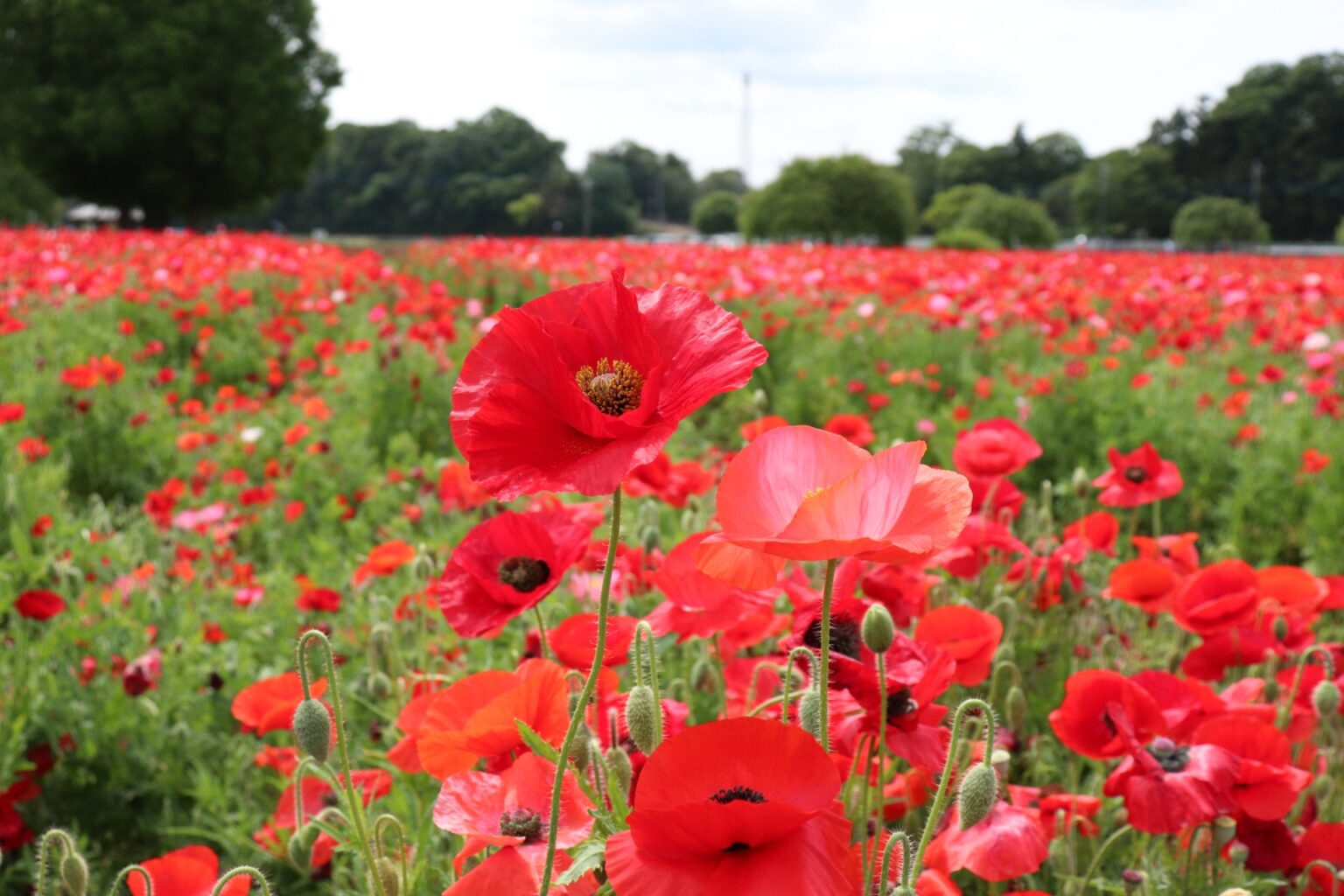 15 Flower Festivals near Tokyo April May 2026 | Japan Wonder Travel Blog