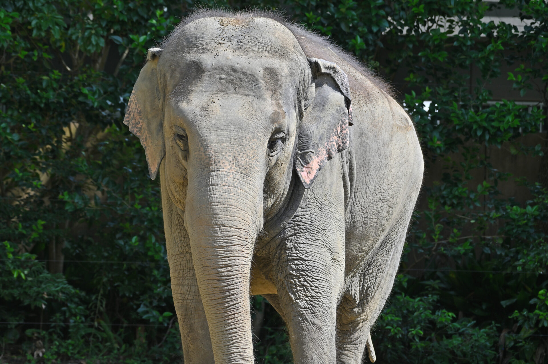 10 Must-Visit Zoos in and near Tokyo | Japan Wonder Travel Blog
