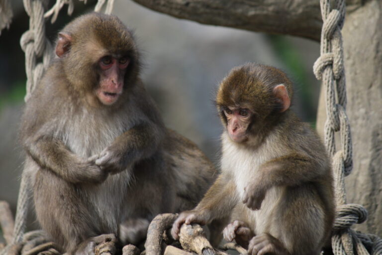 10 Best Zoos in and near Tokyo | Japan Wonder Travel Blog