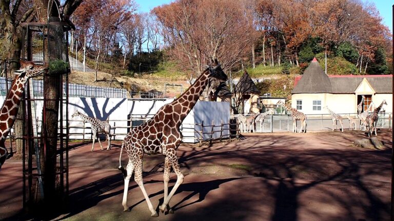 10 Must-Visit Zoos in and near Tokyo | Japan Wonder Travel Blog