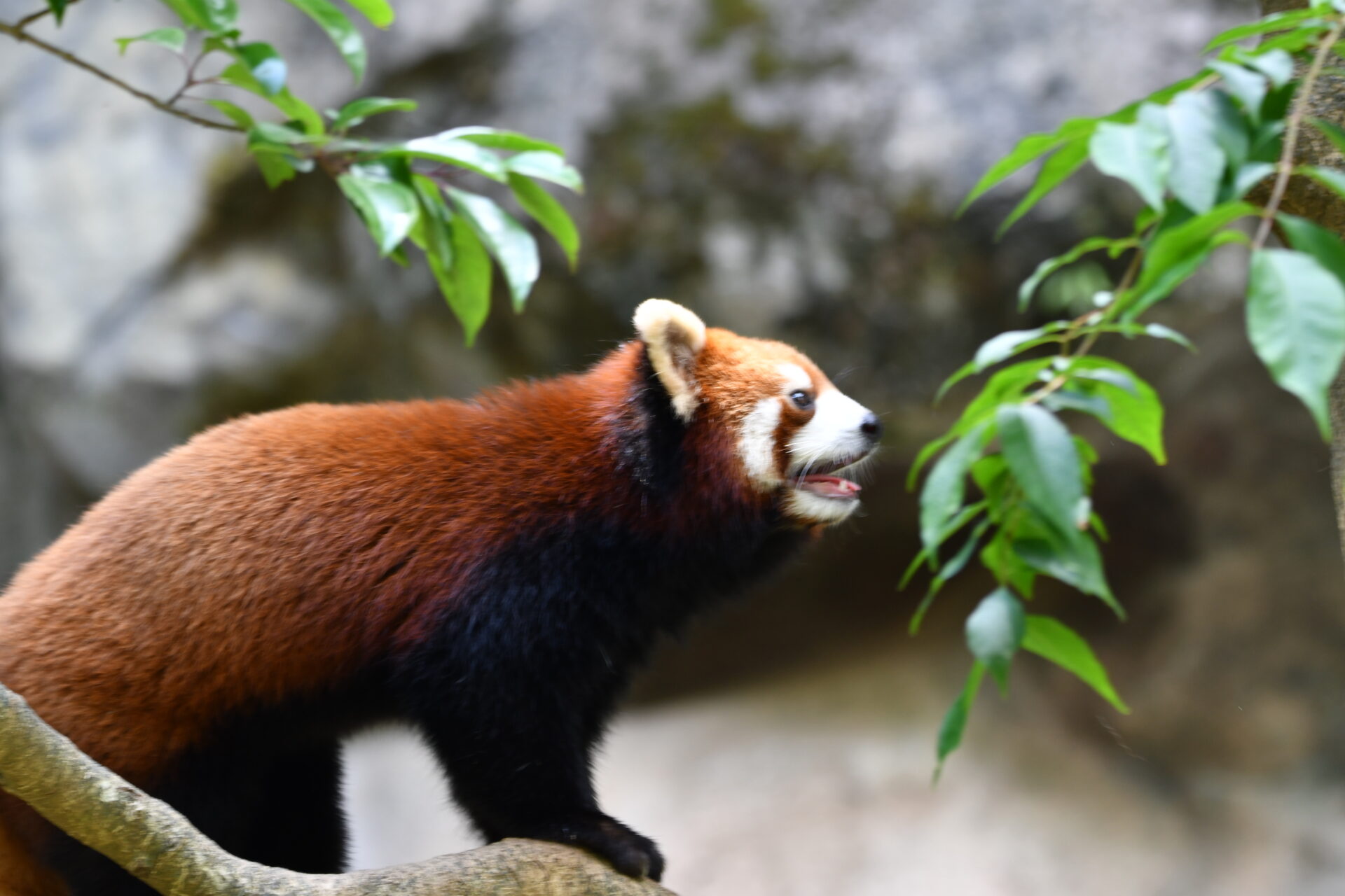 10 Best Zoos in and near Tokyo | Japan Wonder Travel Blog