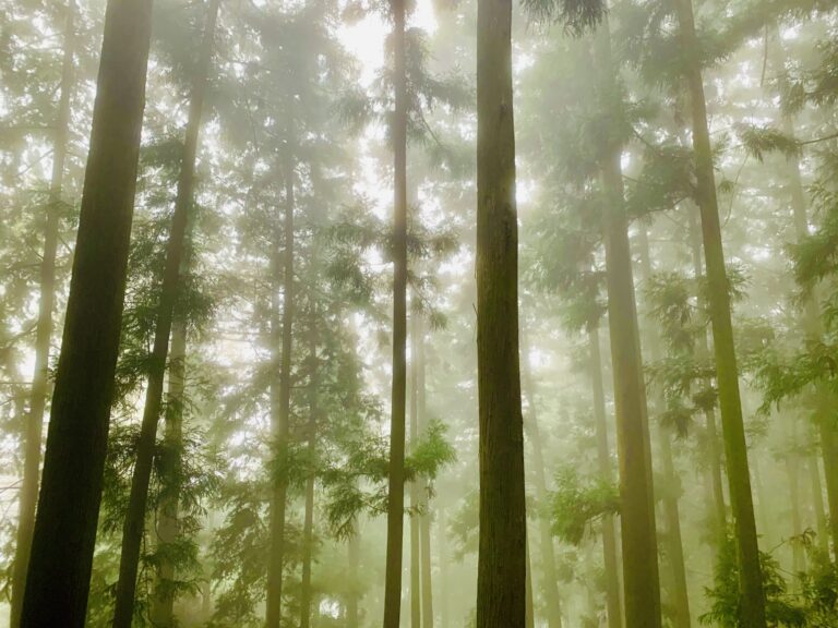Hiking Trip to Mt. Mitake: The Sacred Mountain in Tokyo | Japan Wonder ...