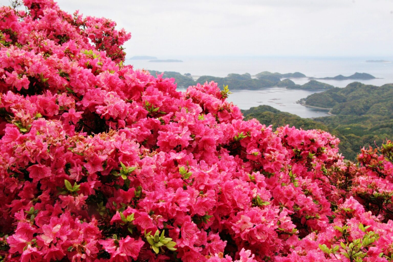 10 Flower Festivals Near Tokyo April May 2024 Japan Wonder Travel Blog 10-flower-festivals-near-tokyo-april-may-2024-japan-wonder-travel-blog