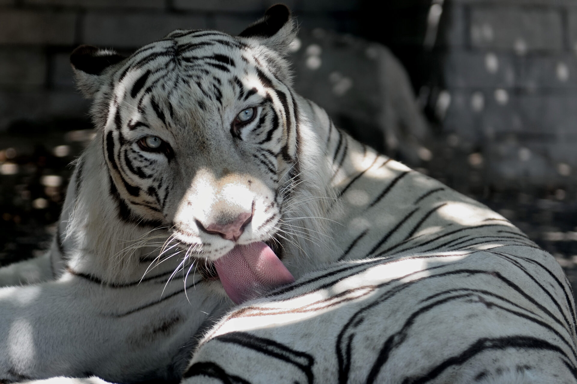 10 Must-Visit Zoos in and near Tokyo | Japan Wonder Travel Blog