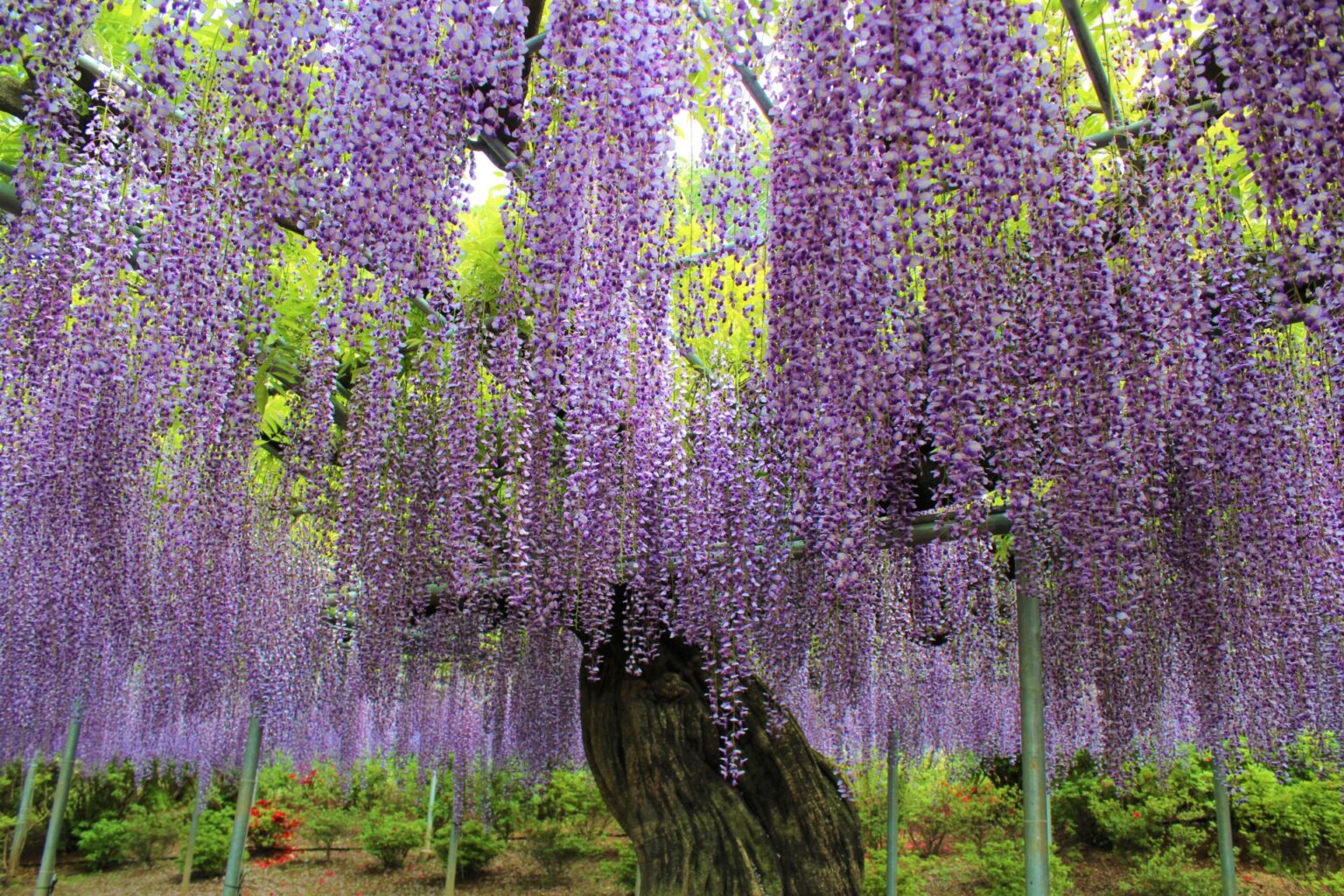 15 Flower Festivals near Tokyo April May 2025 | Japan Wonder Travel Blog