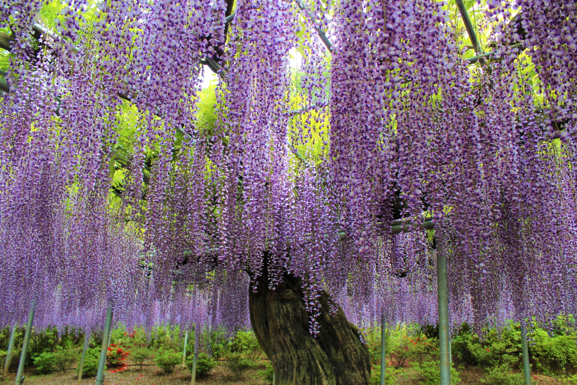 15 Flower Festivals near Tokyo April May 2026 | Japan Wonder Travel Blog