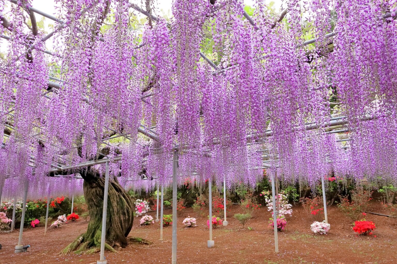 20 Best Spring Destinations in Japan 2024 | Japan Wonder Travel Blog