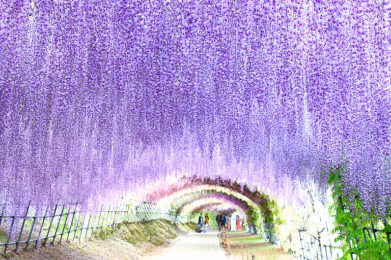 Weather in Japan by Month: Best Time to Visit | Japan Wonder Travel Blog