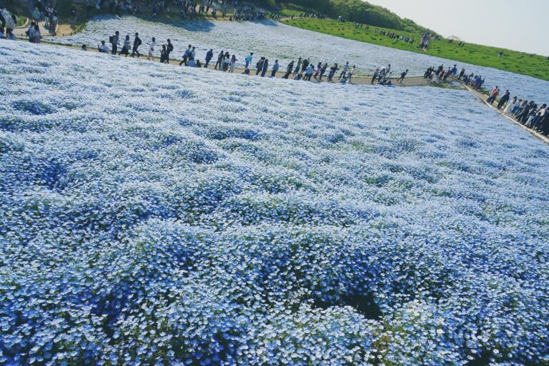 20 Best Spring Destinations in Japan 2024 | Japan Wonder Travel Blog