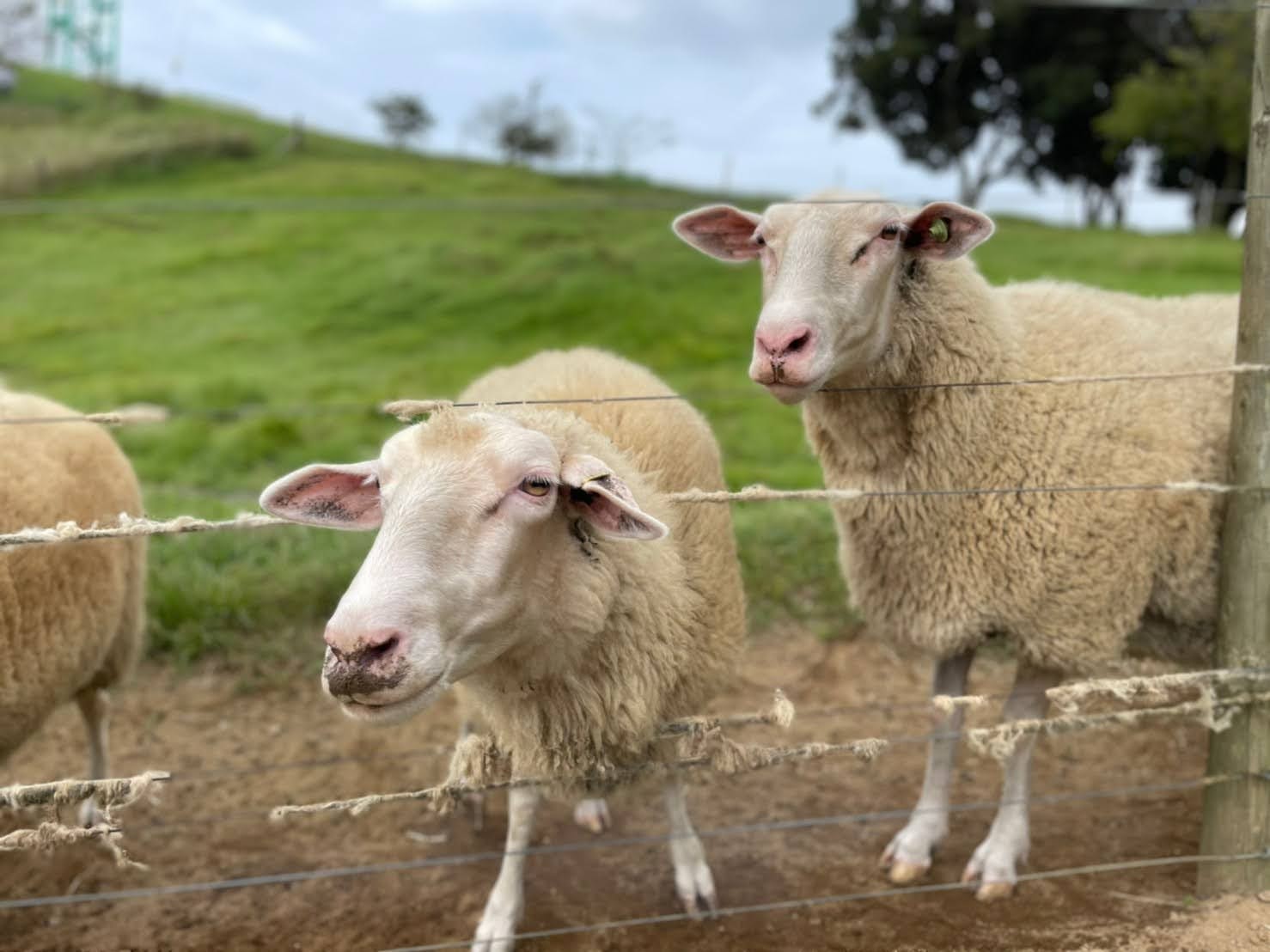 20 Best Spring Destinations in Japan 2023 | Japan Wonder Travel Blog